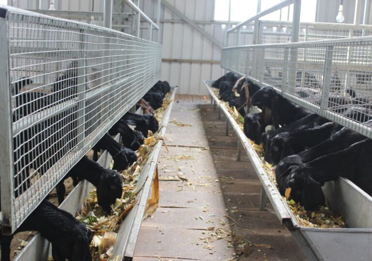 Basta Fresh Goat Milk Delivery in Bangalore | Basta Goat Milk